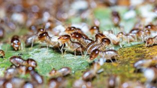 Rayap Tanah, Spesies Terbanyak yang Tersebar di Indonesia - Greeners.Co