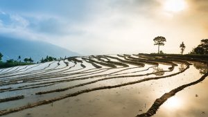 Subak, Sistem Pertanian Berkelanjutan di Bali - Greeners.Co
