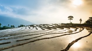 Subak, Sistem Pertanian Berkelanjutan di Bali - Greeners.Co