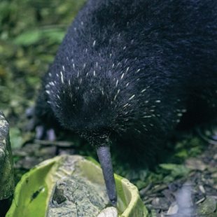 Ekidna Moncong Pendek, Hewan Mamalia yang Bisa Bertelur