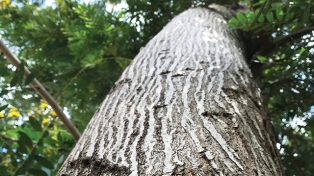 Pohon Johar, Peneduh yang Mampu Beradaptasi di Lahan Kritis - Greeners.Co