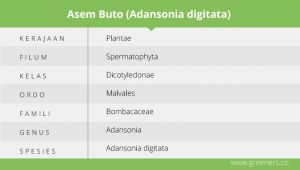 Baobab, Spesies Pohon Tertua Dunia - Greeners.Co