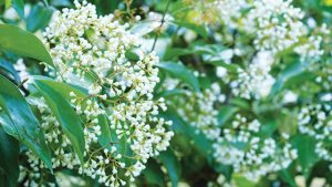 Kayu Rapet, Tanaman Langka Berkhasiat - Greeners.Co