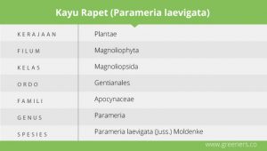Kayu Rapet, Tanaman Langka Berkhasiat - Greeners.Co