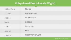 Pohpohan, Lalapan Berkhasiat dari Jawa Barat - Greeners.Co