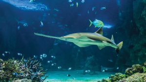 Bebuyutan Hiu ini Punya Moncong Bergerigi, Si Pari Gergaji - Greeners.Co