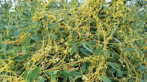 Bahan Masak-masakan Masa Kecil ini Ternyata Benalu, Tali Putri ...