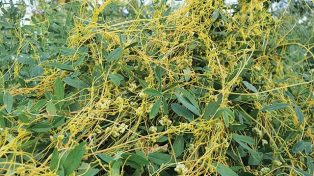 Bahan Masak-masakan Masa Kecil ini Ternyata Benalu, Tali Putri ...