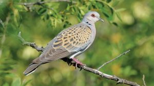 Mengenal Perkutut Eropa, si Turtle Dove nan Romantis