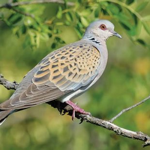 Perkutut alias Merbuk, Burung Cantik dengan Segudang Mitos