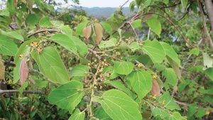 Kayu Balsa, Kayu Ringan Bahan Dasar Rangka Pesawat