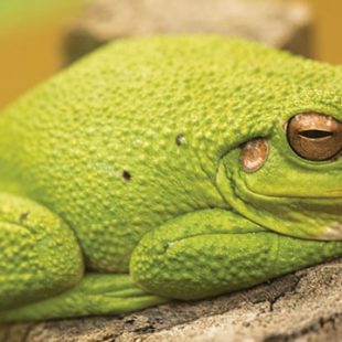 Katak Tanpa Paru-paru yang Hanya Ada di Kalimantan - Greeners.Co