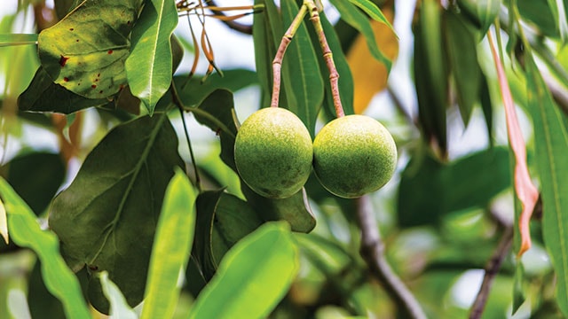 Kayu Balsa, Kayu Ringan Bahan Dasar Rangka Pesawat
