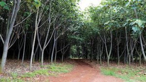 Kayu Balsa, Kayu Ringan Bahan Dasar Rangka Pesawat
