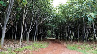 Kayu Balsa, Kayu Ringan Bahan Dasar Rangka Pesawat