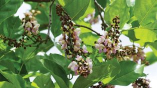 Malapari, Tanaman Penghasil Biodiesel dari Pesisir