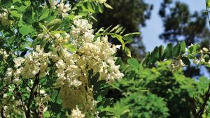 Pohon Akasia, Tumbuhan Kaya Manfaat dari Australia
