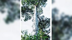 Kayu Ramin, Sang Diva di Kalangan Kayu yang Terancam Punah