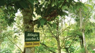 Pohon Rasamala, Jenis Kayu Kokoh dengan Akar yang Unik