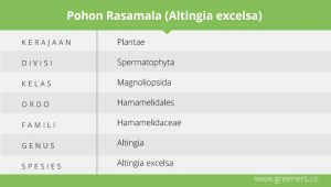 Pohon Rasamala, Jenis Kayu Kokoh dengan Akar yang Unik