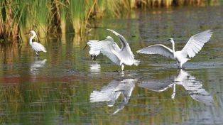 Burung Kuntul, Burung Air yang Mampu Seberangi Benua