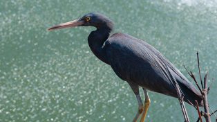 Burung Kuntul, Burung Air yang Mampu Seberangi Benua