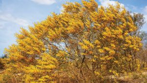 Pohon Akasia, Tumbuhan Kaya Manfaat dari Australia