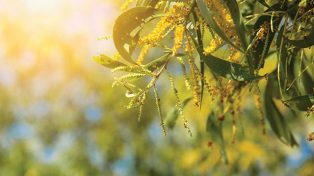 Pohon Akasia, Tumbuhan Kaya Manfaat dari Australia