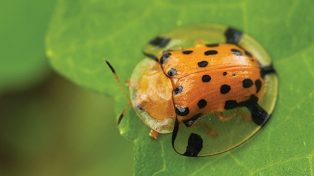 Kepik, Serangga Kecil dengan Puluhan Ribu Spesies
