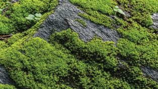 Lumut Daun: Kelompok Lumut Terbanyak, Pecinta Suasana Lembap