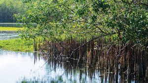 Pedada Merah, Mangrove yang Tahan Hidup di Air Tawar