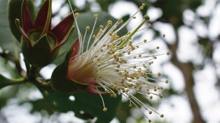 Pedada Merah, Mangrove yang Tahan Hidup di Air Tawar
