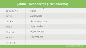 Trichoderma, Jenis Jamur yang Berfungsi sebagai Antifungal
