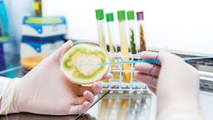 Trichoderma, Jenis Jamur yang Berfungsi sebagai Antifungal