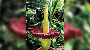 Titan Arum, Bunga Tertinggi di Dunia Asli Indonesia