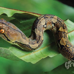 Ular Kawat, Salah Satu Reptil Terkecil yang Mirip Cacing