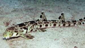 Hiu Berjalan, Hiu Endemik Halmahera penghuni Segitiga Terumbu Karang