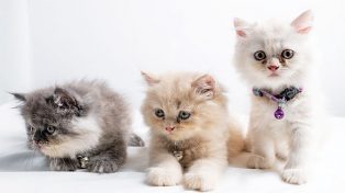 Kucing Domestik, Hewan Peliharaan Kesayangan Manusia