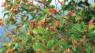 Pohon Cengkeh, Flora Kaya Guna yang Diburu Berbagai Bangsa