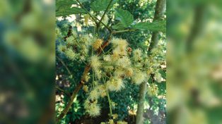 Pohon Jengkol, Si Bau yang Bermanfaat sebagai Biomassa - Greeners.Co