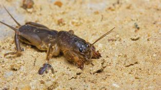 Orong-Orong, Pengganggu Tumbuhan Tanah - Greeners.Co