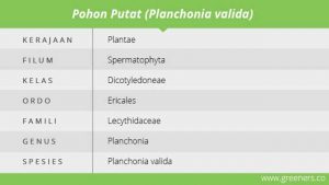 Pohon Putat, Tumbuhan Liar yang Berkhasiat bagi Kesehatan