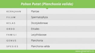 Pohon Putat, Tumbuhan Liar yang Berkhasiat bagi Kesehatan