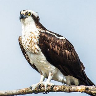 Elang Flores, Raptor Langka dari NTT yang Semakin Terancam