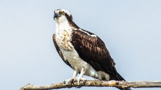 Elang Tiram, Hewan Bersayap yang Ahli dalam Menyelam