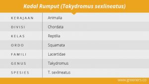 Kadal Rumput, Si Langsing Berekor Panjang yang Ahli Berlari