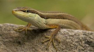 Kadal Rumput, Si Langsing Berekor Panjang yang Ahli Berlari