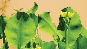 Tanaman Genjer, Gulma Pertanian yang Nikmat dan Berkhasiat