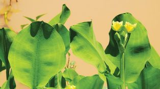 Tanaman Genjer, Gulma Pertanian yang Nikmat dan Berkhasiat