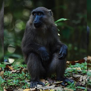 Monyet Hitam Sulawesi, Si Hitam Berjambul - Greeners.Co